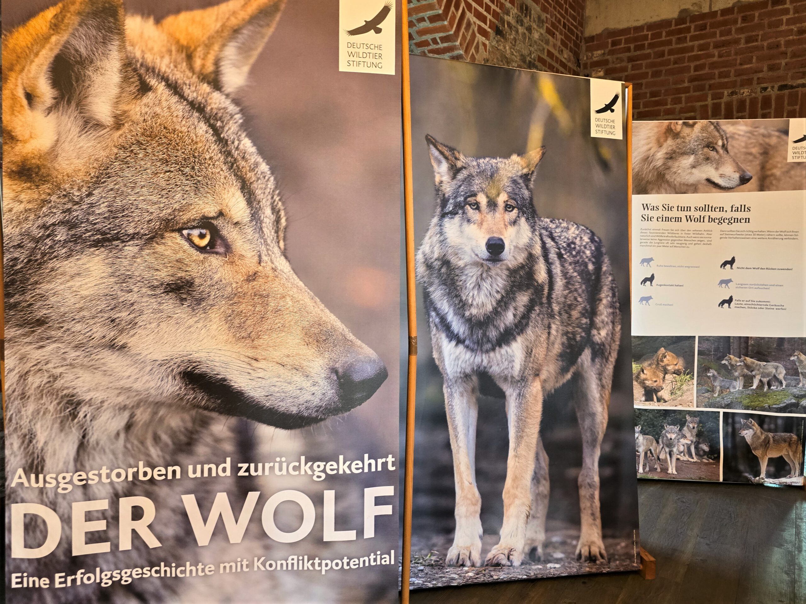 Der Wolf in Brandenburg • Natura Event