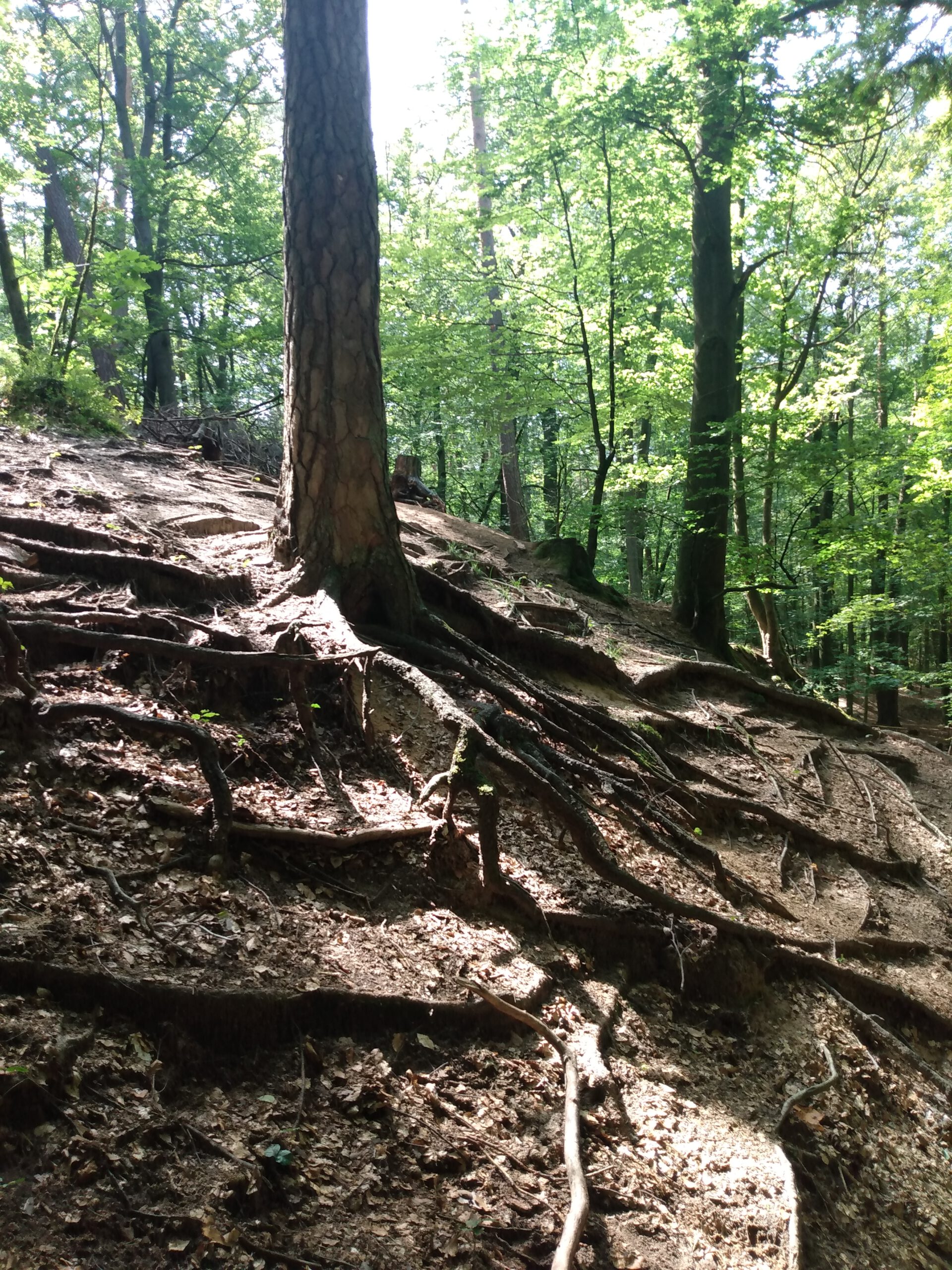 Back to the Roots • Natura Event